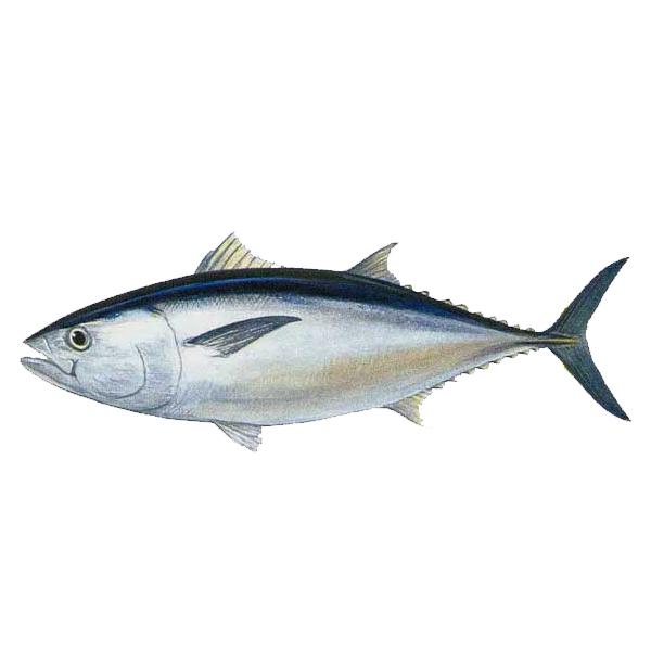 Khue Star Import Export Trading Company Limited | Vietnam Yellow Pages